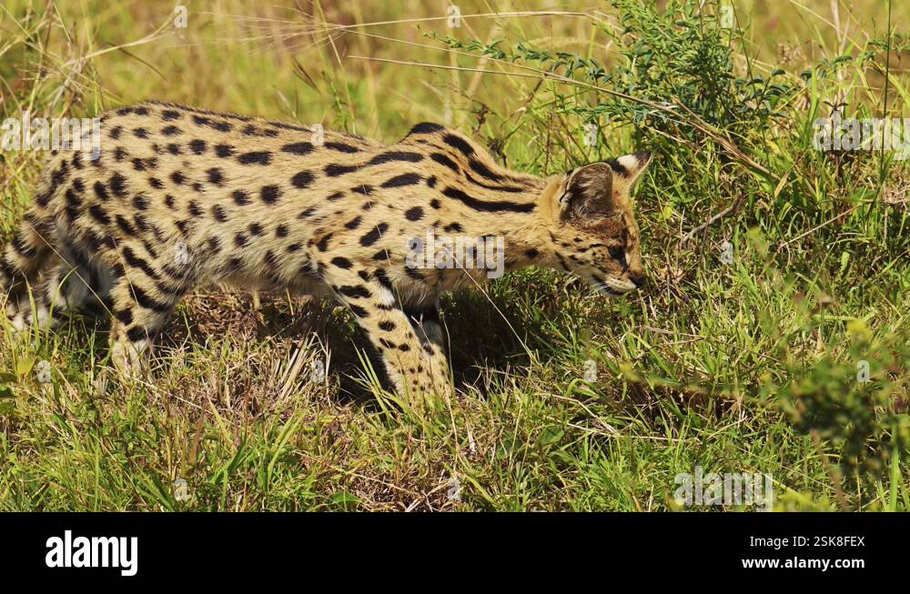 Serval hunting in luscious grasslands for small prey, pouncing and ...