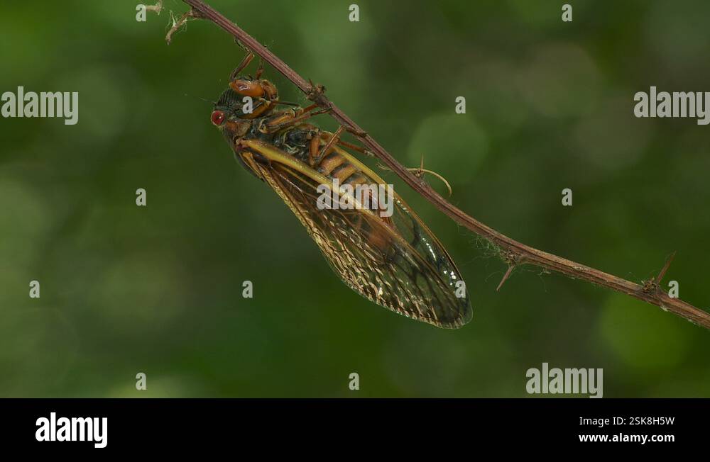 Brood II 17-year periodical cicadas (Magicicada septendecim) 10 Stock ...