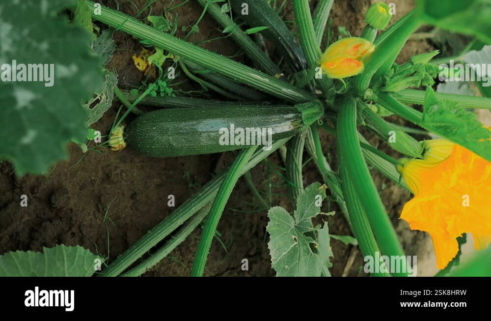 Young courgettes zucchini grow in kitchen garden. Cultivation of ...