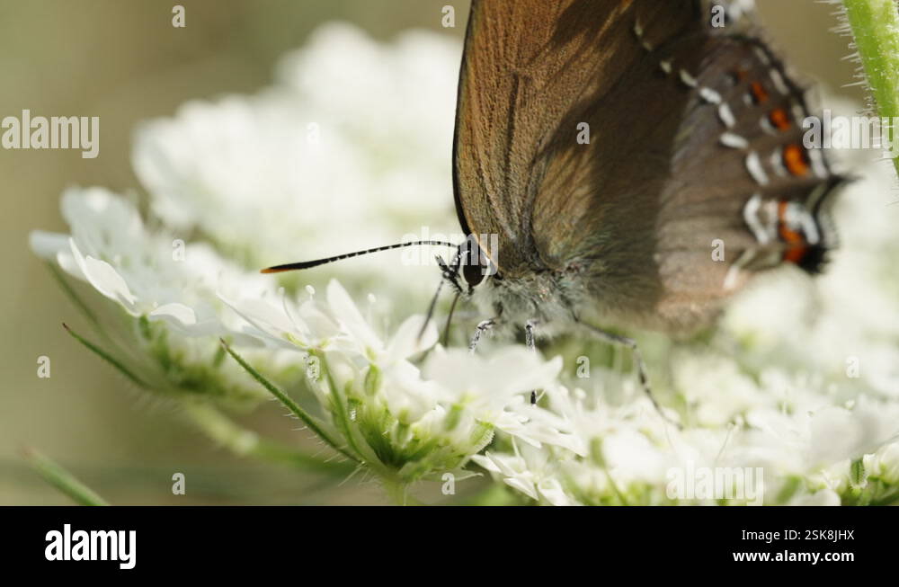 A butterfly with red spots on its wings walks on a white flower, using ...