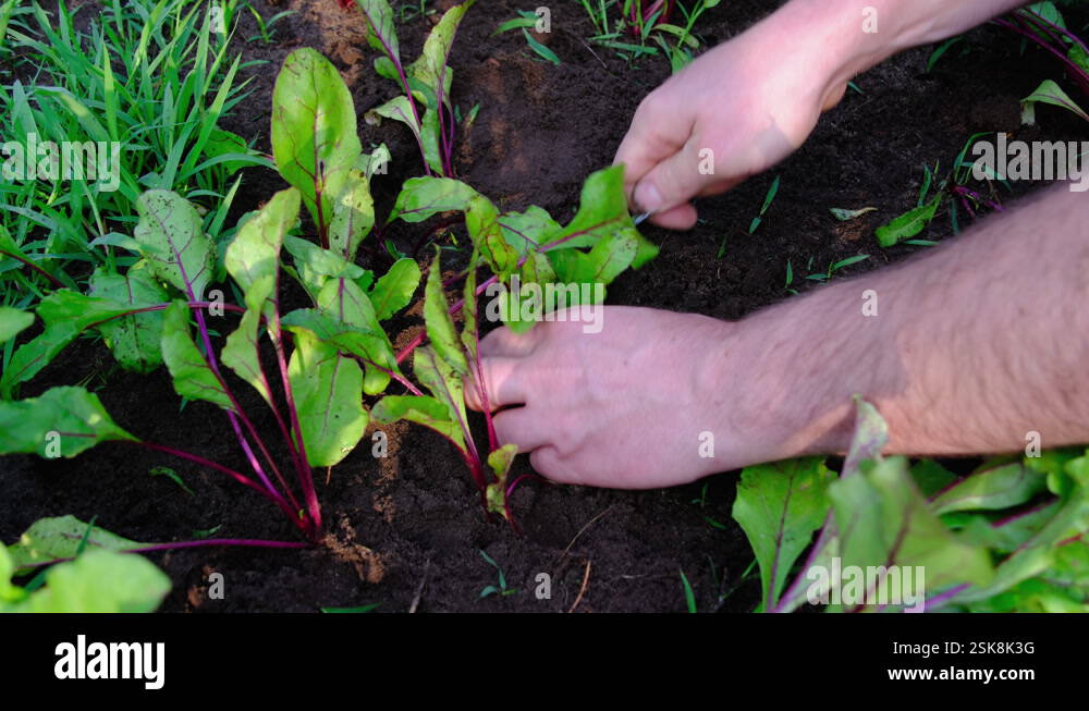 Close up of red beet being planted into organic garden using spoon to ...