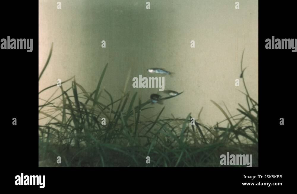 1960s: Zebrafish swim above the grass in an aquarium Stock Video ...