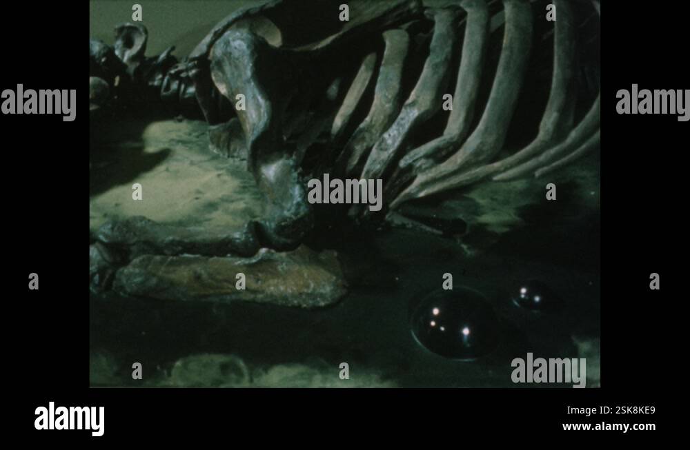 1960s: A model of an animal skeleton lies by a recreation of a swamp ...