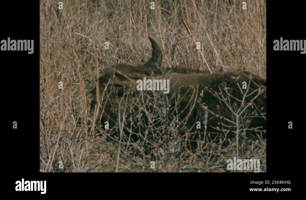 Object in grass Stock Videos & Footage - HD and 4K Video Clips - Alamy
