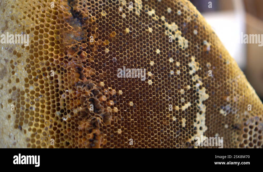 Fresh bee hive honey comb for breakfast buffet close up Stock Video ...