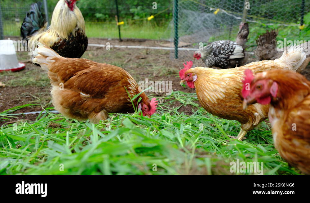 Hand held shot and close up of chickens picking and feeding on fresh ...