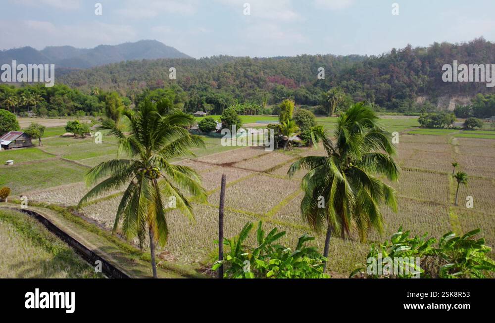 Zoom out from two parallel palm trees to the wider perspective on ...