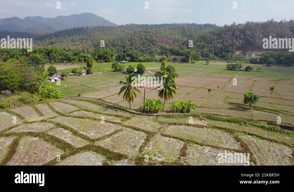 Zoom out from the palm trees to the wide perspective on terraced Stock ...