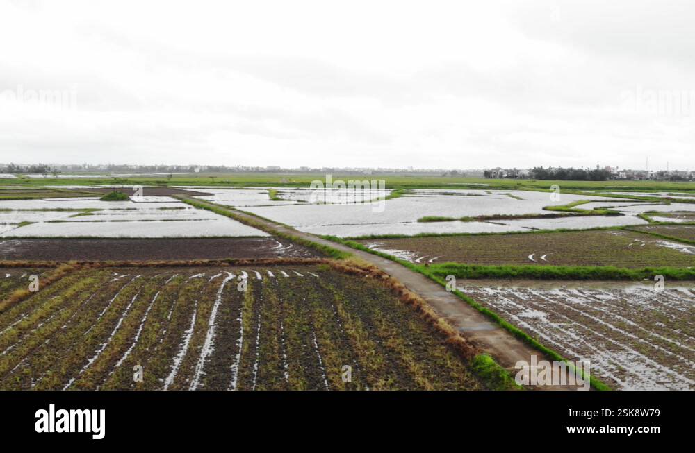 Fly Over vast Rice fields In Hoi An, Quang Nam, Vietnam. Aerial Drone ...