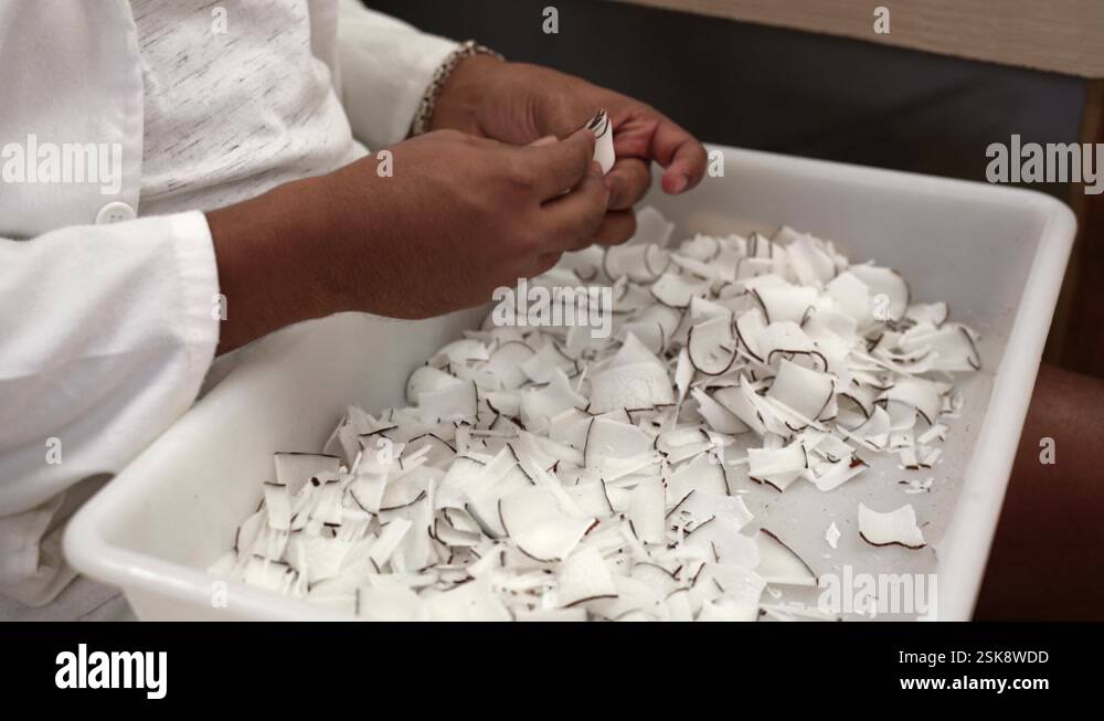 Coco de mer collection, man putting the vegetable ivory (coco de mer ...