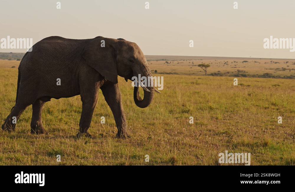 Slow Motion of African Elephant, Africa Wildlife Animals in Masai Mara ...
