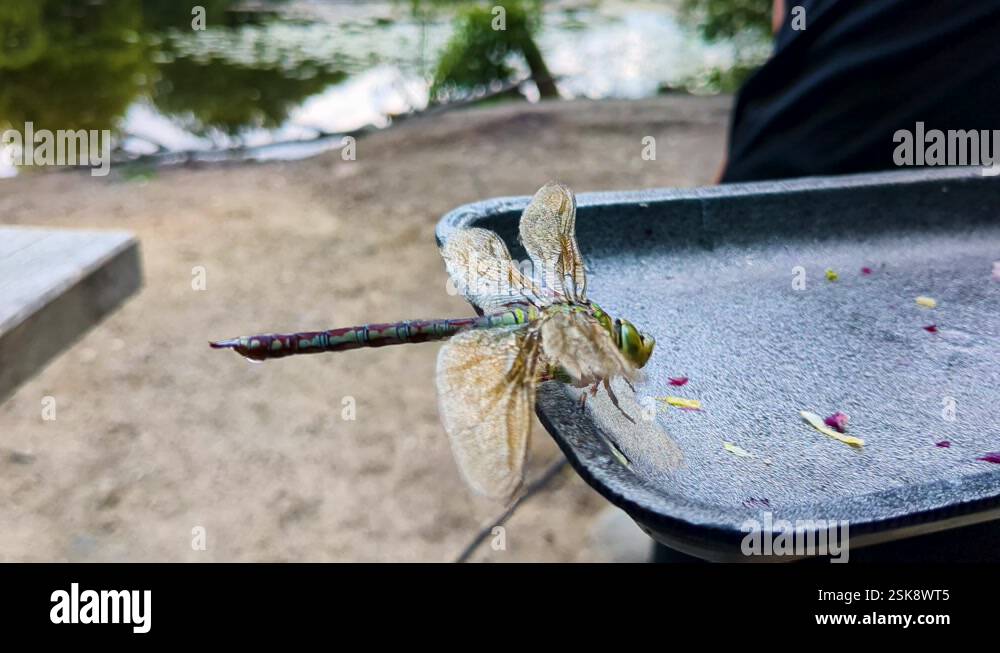 Insectdetail Stock Videos & Footage - HD and 4K Video Clips - Alamy
