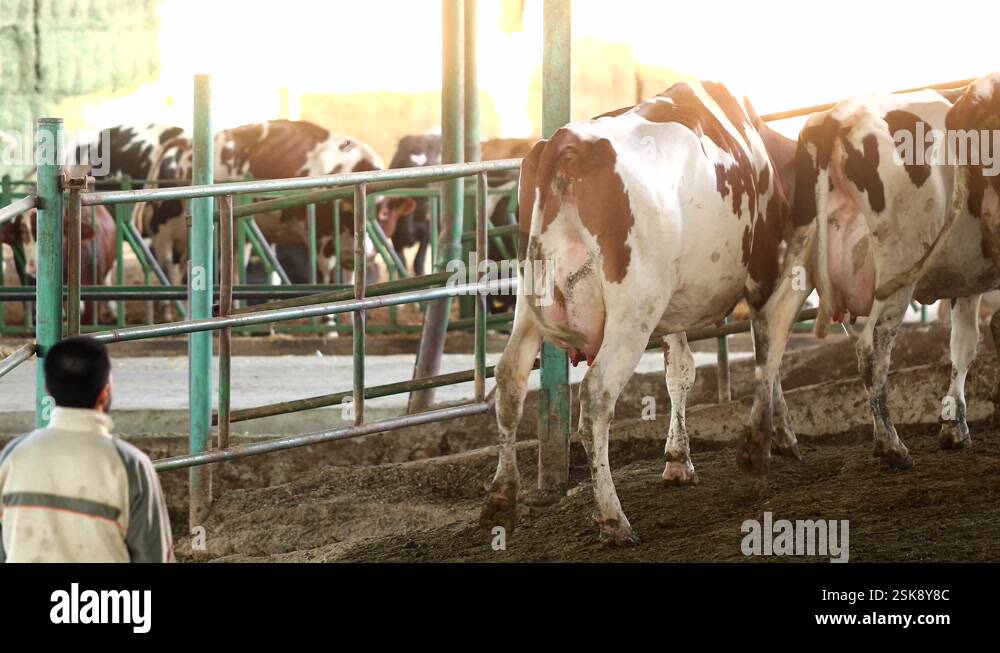 a cow and calf farm in Turkey, a shepherd and herd on the roof while ...