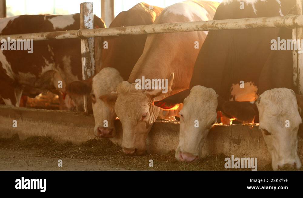 a cow and calf farm in Turkey, a shepherd and herd on the roof while ...