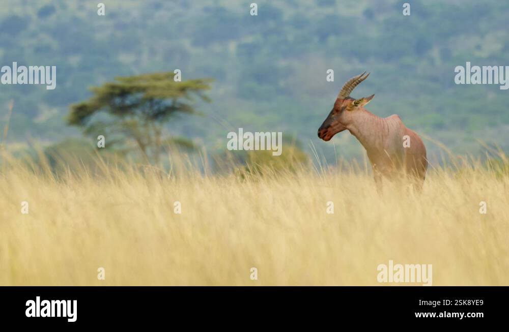 African Wildlife safari animal in tall grass of luscious savannah and ...