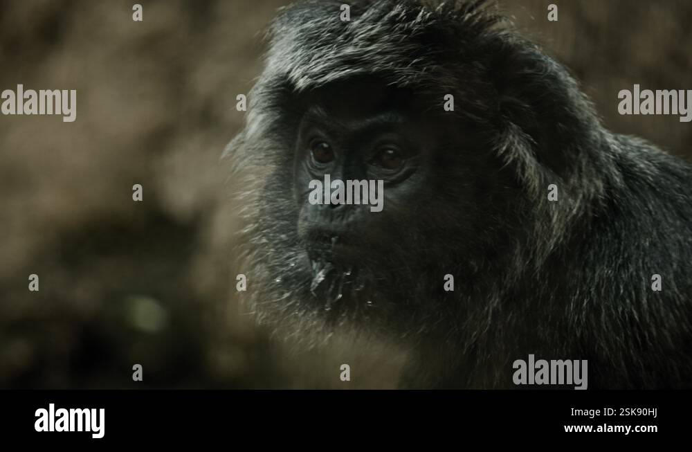 Blonde primate Stock Videos & Footage - HD and 4K Video Clips - Alamy