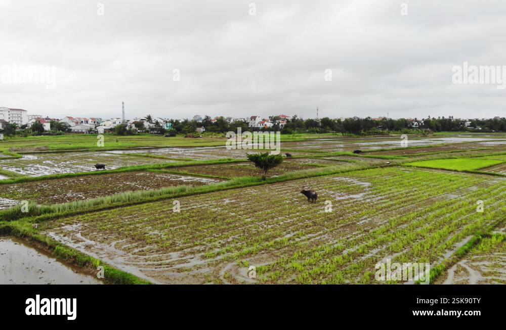 Fly Over vast Rice fields and water buffalos In Hoi An, Quang Nam Stock ...