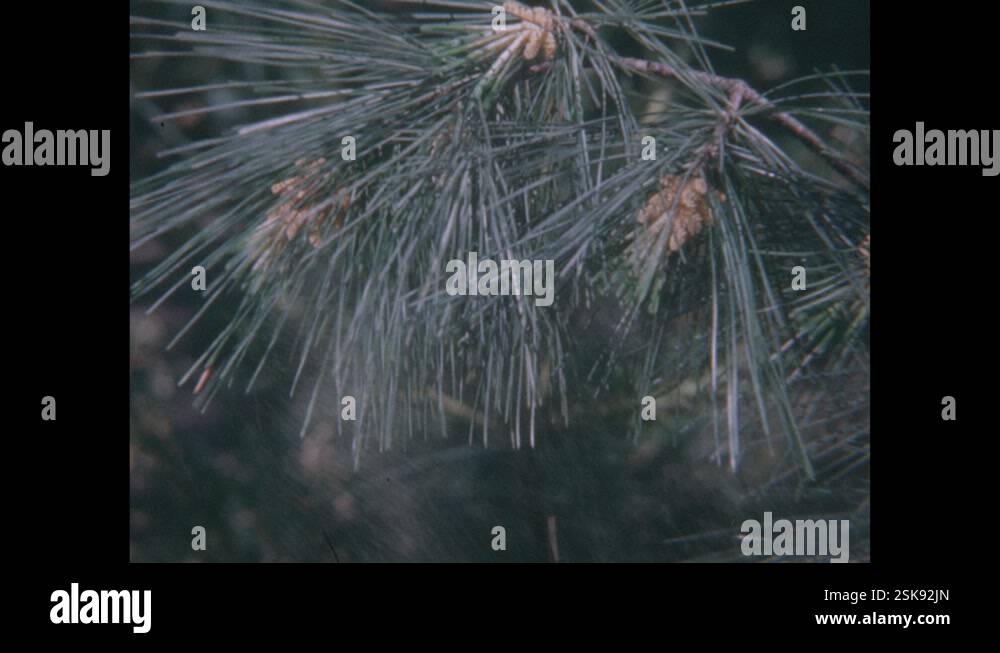 1960s: Clusters of pinecones growing on tree branches. Pollen blows in ...