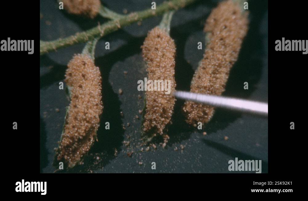 1960s: Person uses metal rod to scrape seeds of plant pods Stock Video ...