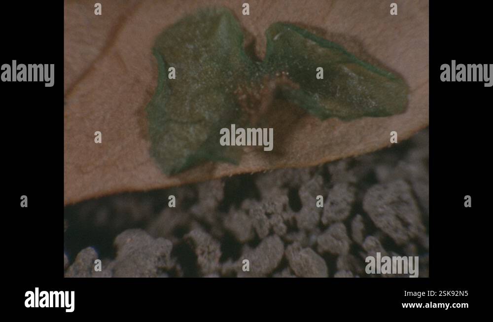 Green plant limbs Stock Videos & Footage - HD and 4K Video Clips - Alamy