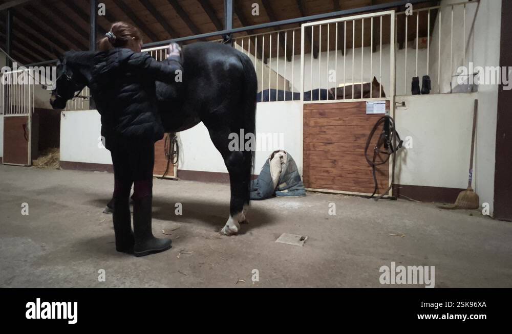 Indoor stable scene of cute little young girl brushing black horse in ...