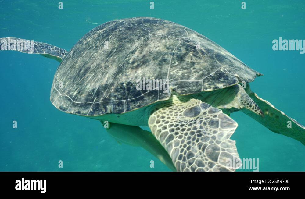 Back view of Green Sea Turtle swims slowly under surface of water ...