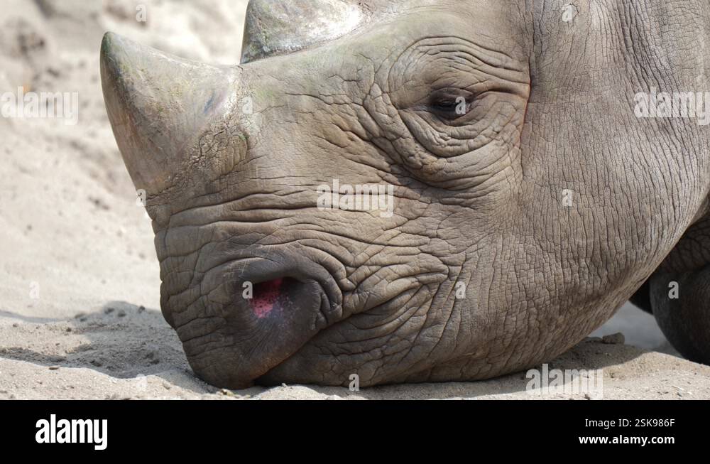 White Rhino Falling Asleep On Sand Ground. Close-up Endangered Species ...