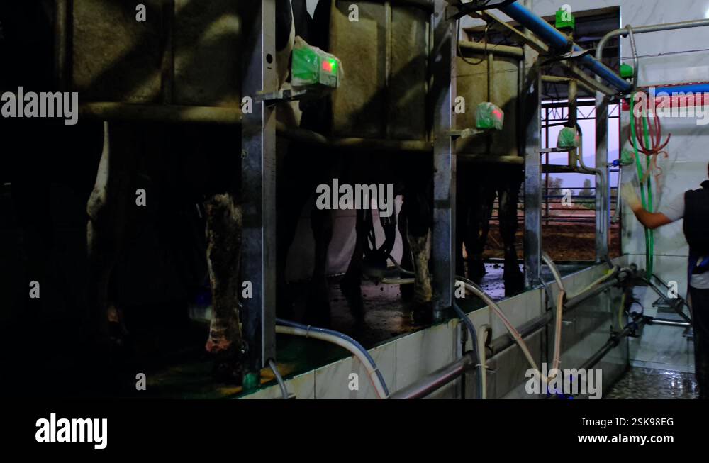 Turkey, on the cow farm, cows eating, milking cows, milking, milk Stock Video Footage - Alamy