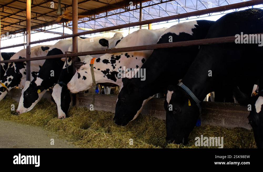 Turkey, on the cow farm, cows eating, milking cows, milking, milk Stock ...