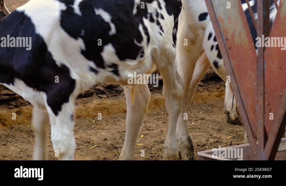Turkey, on the cow farm, cows eating, milking cows, milking, milk Stock ...
