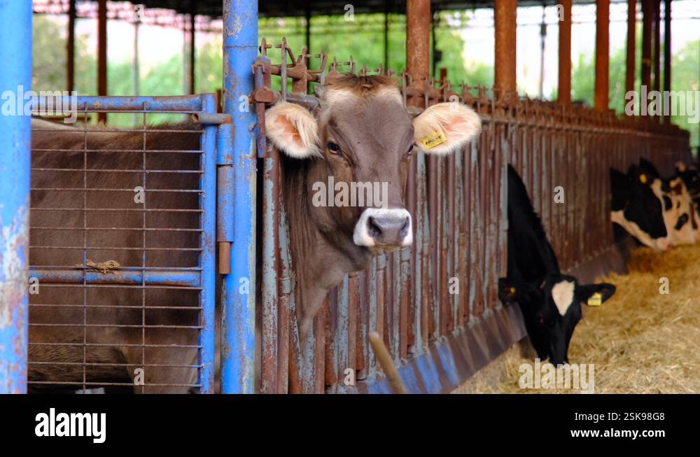 Turkey, on the cow farm, cows eating, milking cows, milking, milk Stock ...