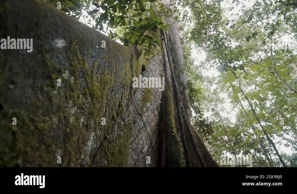 Bark Of An Old Tree Covered With Moss At The Amazon Rainforest In ...