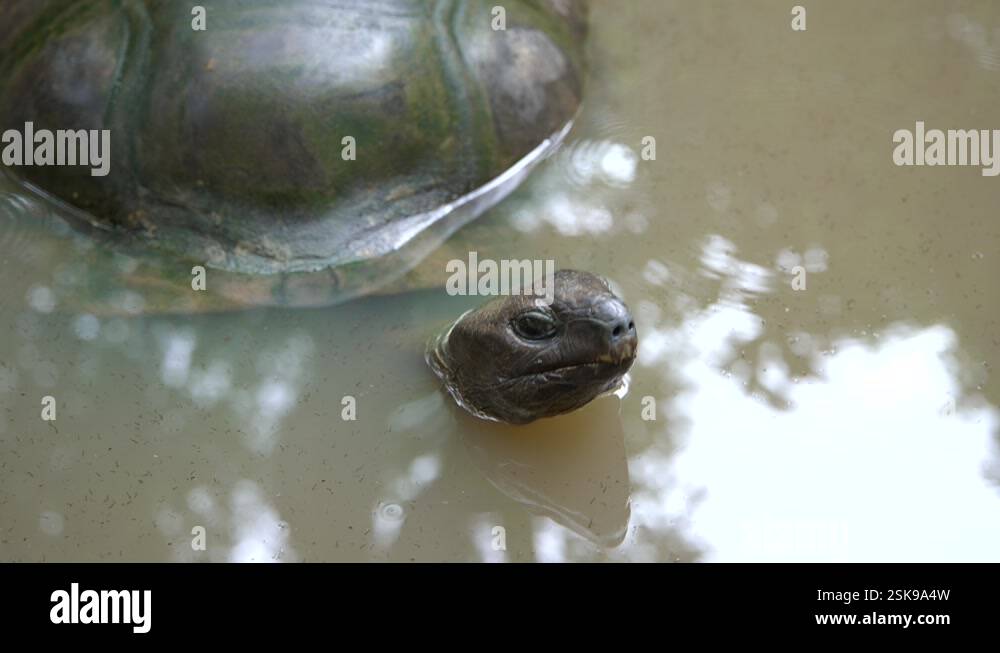 Video of incredible Tortoise in water from a botanical garden in ...