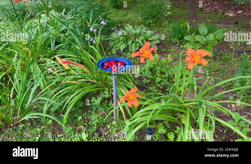 Orange Lilys and lady bug bird bath in garden Stock Video Footage - Alamy