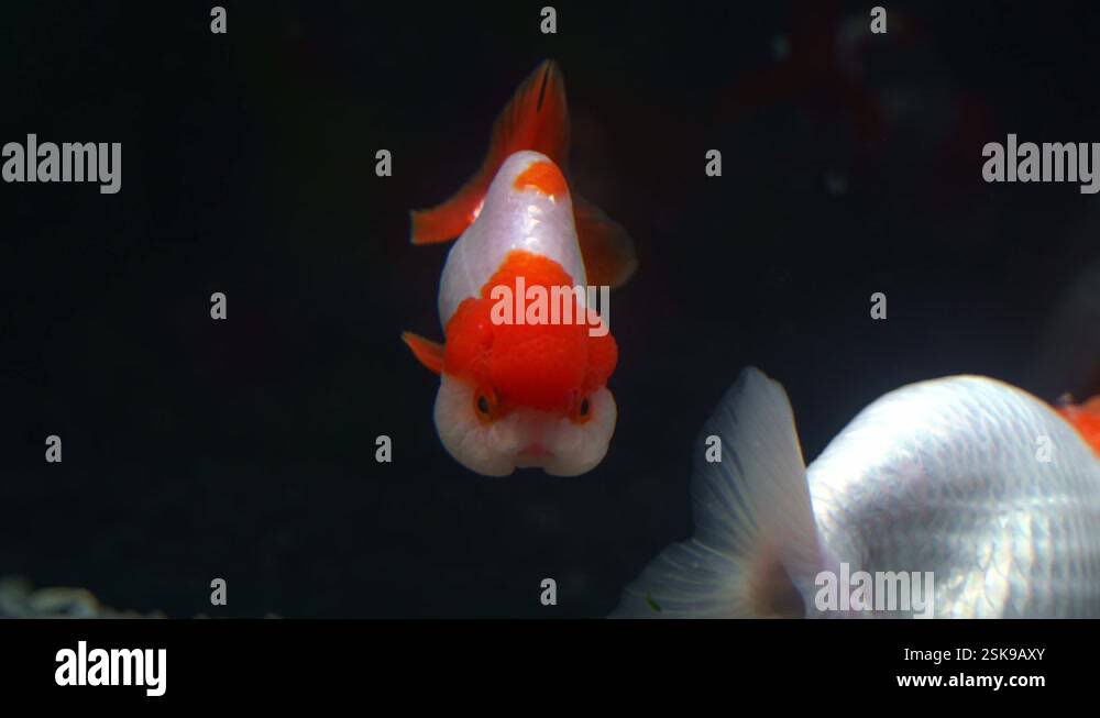 Lionhead goldfish, carassius auratus auratus with bumpy head, swim ...