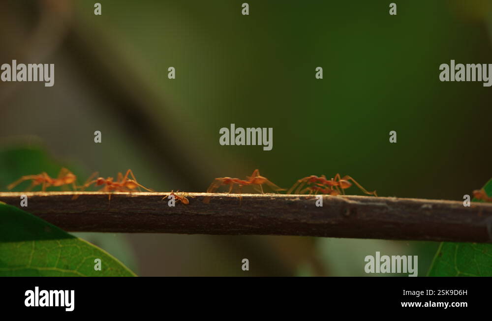 Wild red ants run along a tree branch in tropical rainforest. Extreme ...