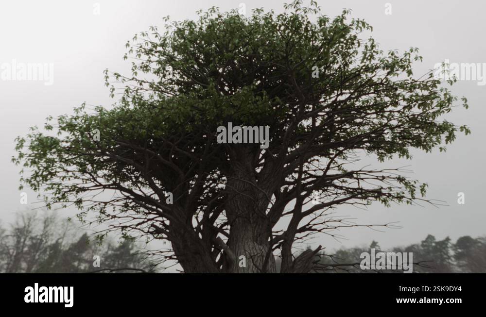 Giant epic old tree in the forest. Monumental, symbolic tree ...