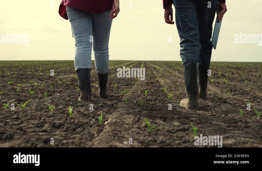 rubber boots dust, corn field, farm business teamwork, sprout fresh ...