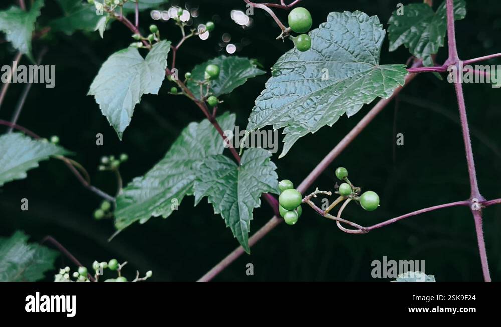 Vine grass Stock Videos & Footage - HD and 4K Video Clips - Alamy