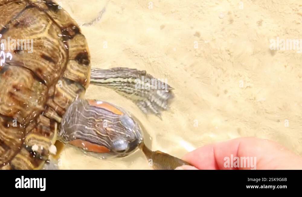The red-eared turtle is fed fish. Predatory freshwater reptile eats ...