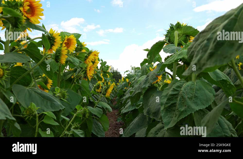 Sunflowers growing on the rural farm. Sunflowers blooms moving in the ...