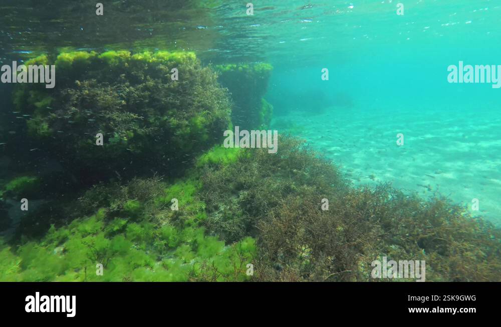 Rocks in shallow water covered with green algae (Enteromorpha, Ulva ...