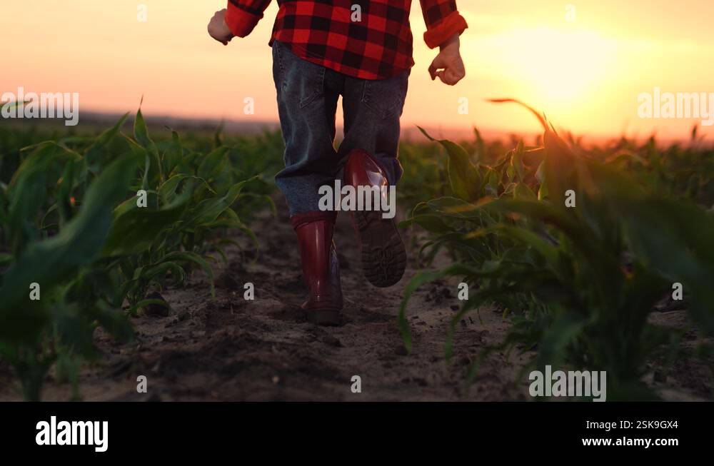 Farmer child run in field corn sprouts. Kid runs in rubber boots on ...