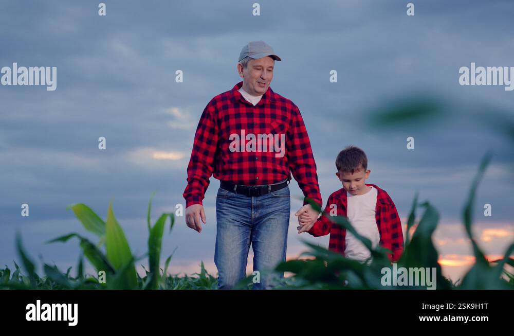 Farmer father working in green cornfield with child, son. Happy family ...