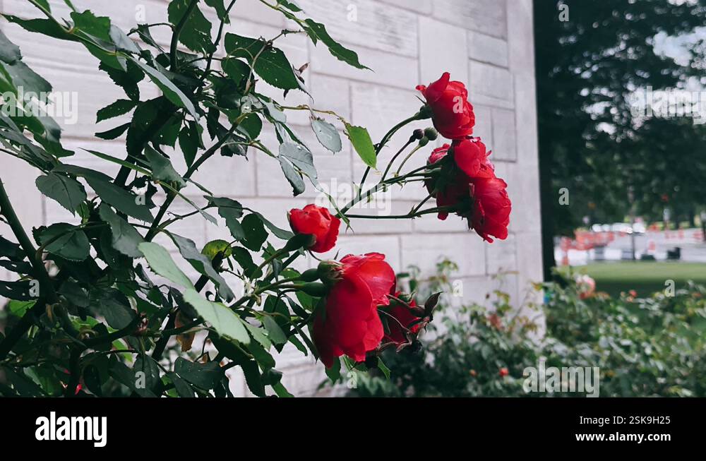 red roses on wooden background, red roses, red rose, flower garden, gardens Stock Video Footage ...