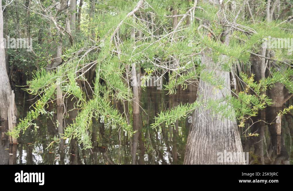 Floating by bald cypress trees on a Florida lake Stock Video Footage ...