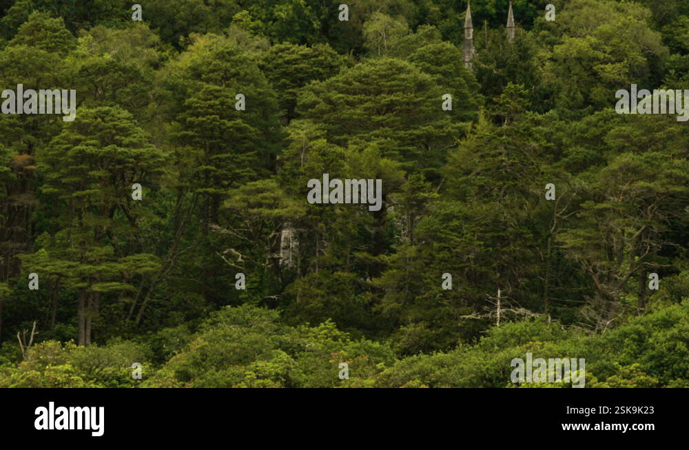 Old Ruins Covered By Forest Trees In Ireland. zoom-out Stock Video ...