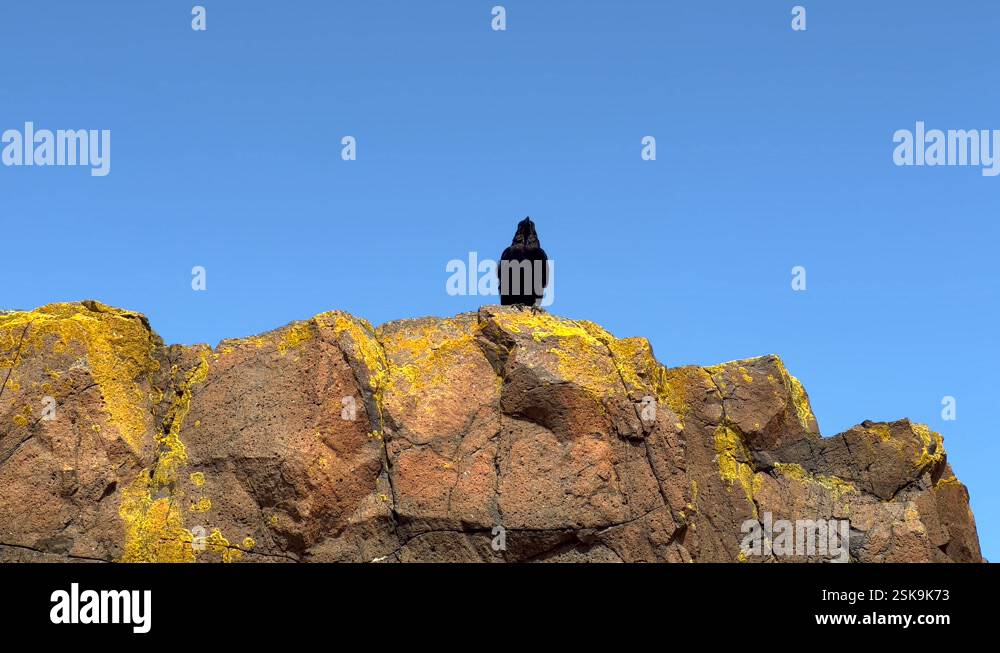 Crow Raven sitting on yellow Rock from below low angle clear blue sky ...