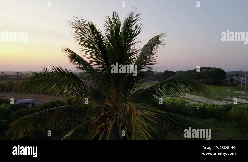 Palm tree during golden hour in the center of the circular movement ...