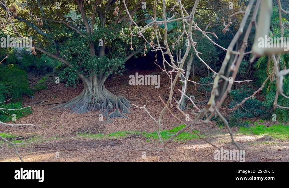 Looking through branches to Moreton Bay tree roots in in distance in ...